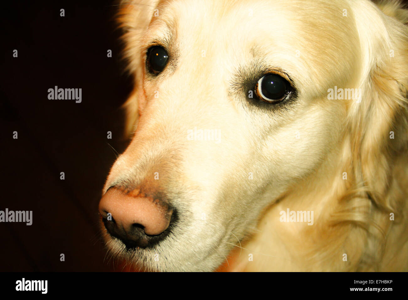 Canada labrador retriever hi-res stock photography and images - Alamy