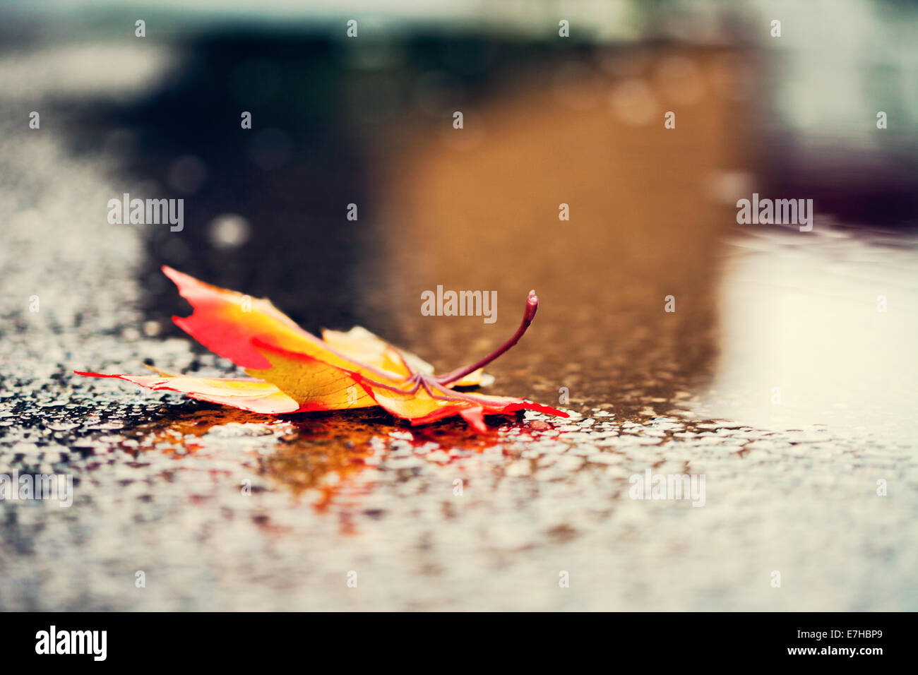 A lonely leaf Stock Photo - Alamy