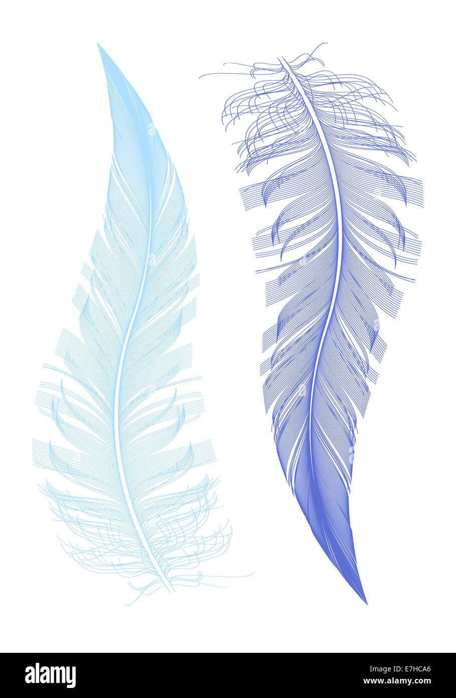 Detailed feather texture Cut Out Stock Images & Pictures - Alamy