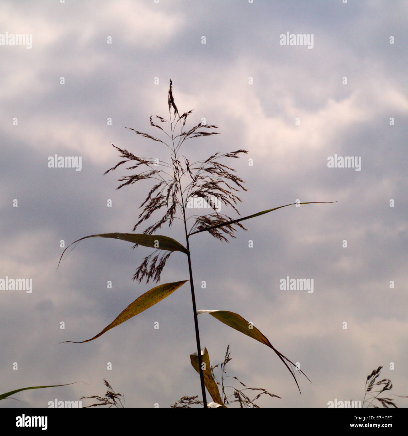 single reed of grass against blue sky Stock Photo - Alamy