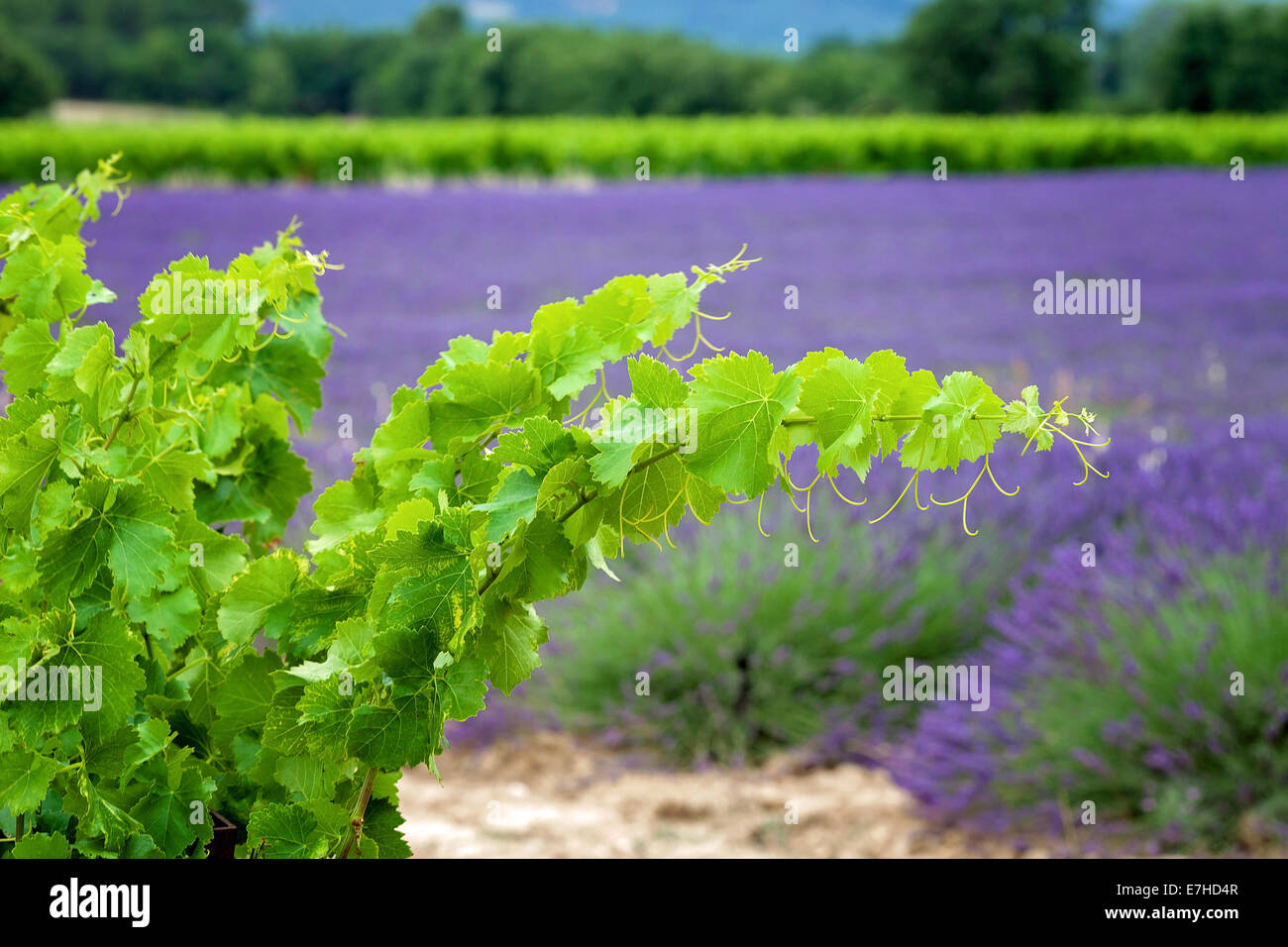 A vine branch on the lavender background, focus is on the single branch ...