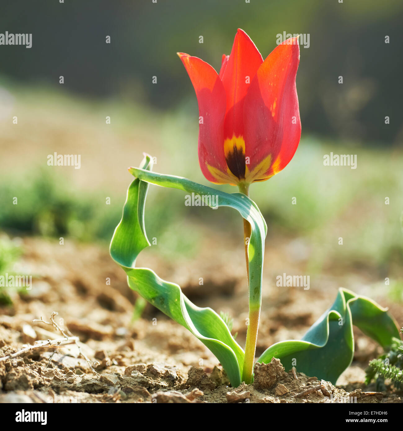 Beautiful red wild tulip in the desert with green grass Stock Photo - Alamy
