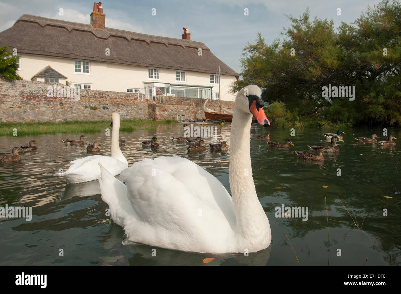 Elegant white swan hi-res stock photography and images - Alamy