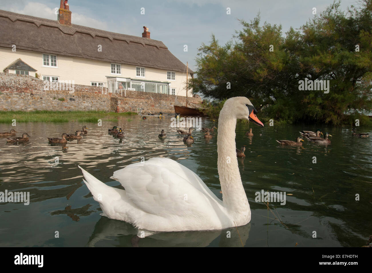 Elegant white swan hi-res stock photography and images - Alamy