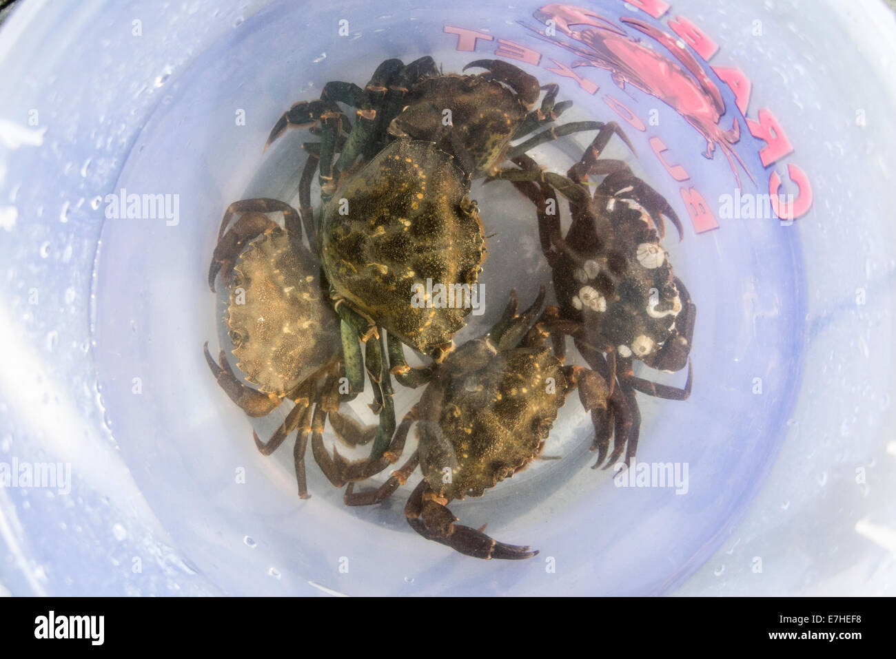 Saltwater crabs in caught by children with crab lines from the quayside ...