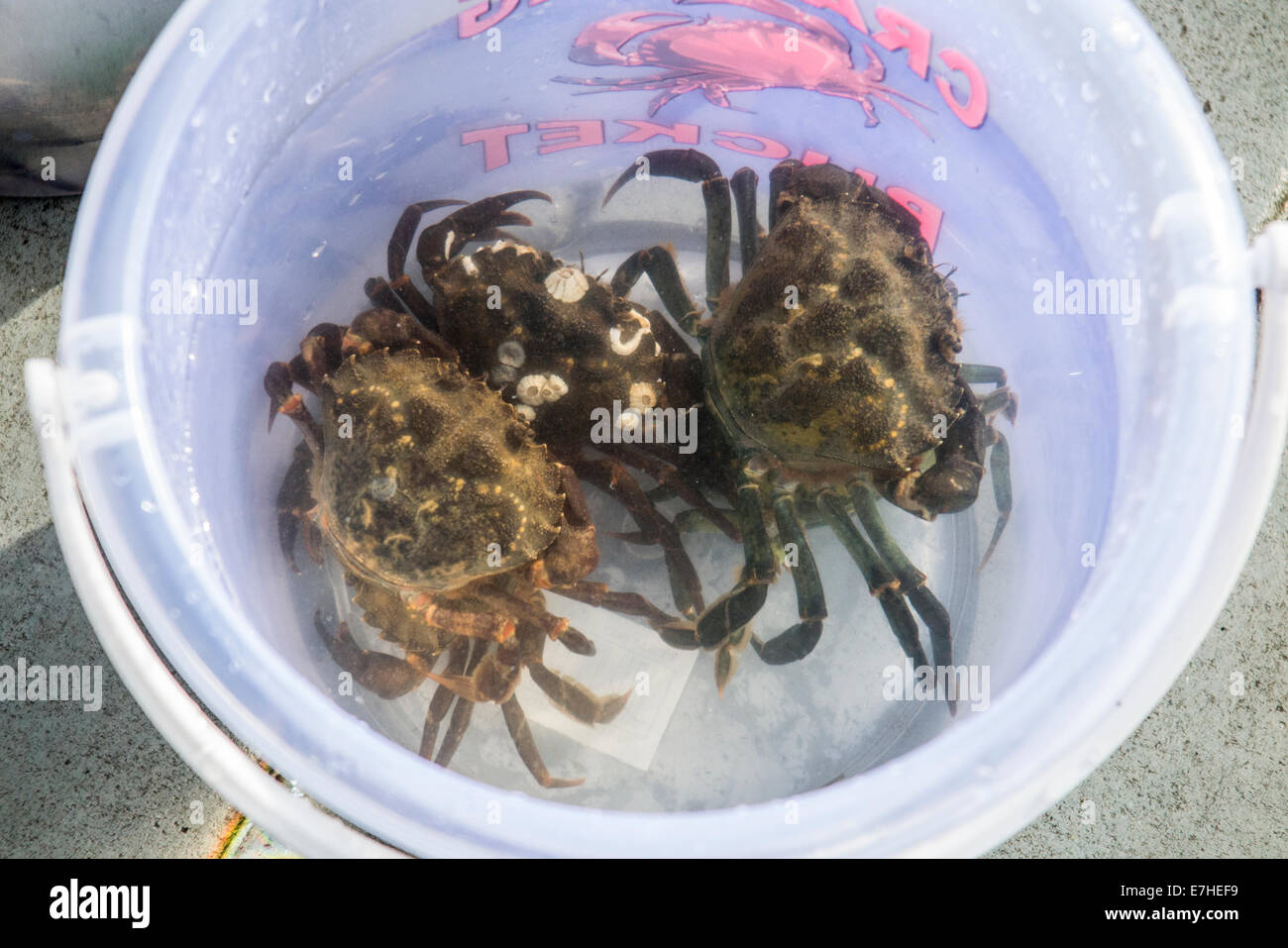 Saltwater crabs in caught by children with crab lines from the quayside ...