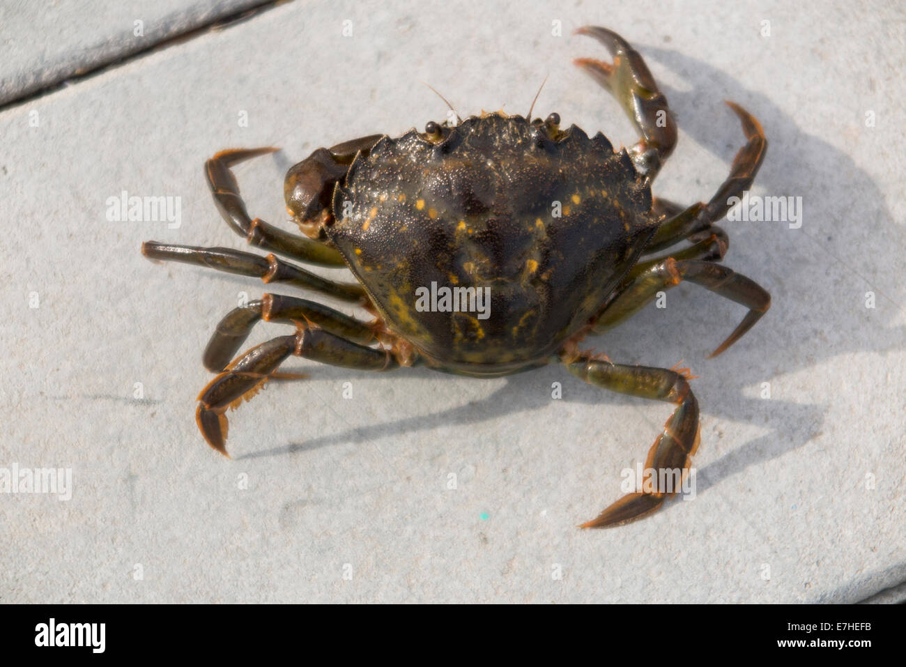 Saltwater crab caught by child / children with crab lines from the ...