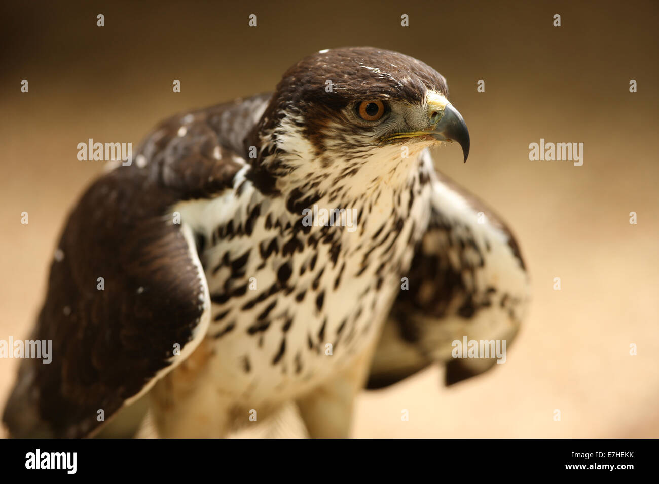 Saker Falcon Hawk Stock Photos & Saker Falcon Hawk Stock Images - Alamy