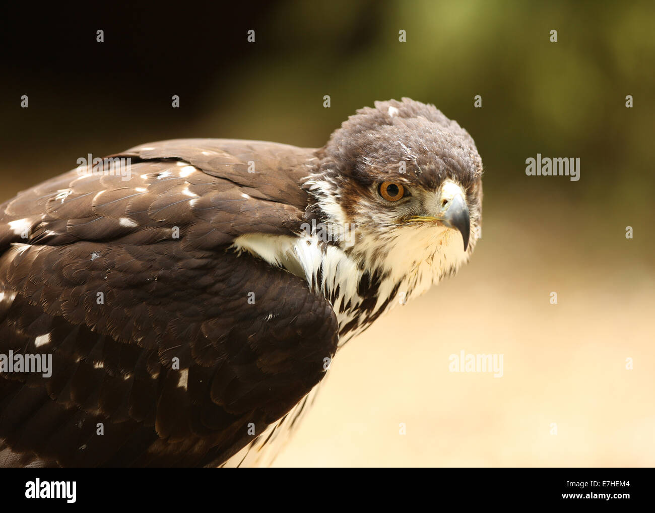 Portrait of a male Saker Falcon Stock Photo - Alamy