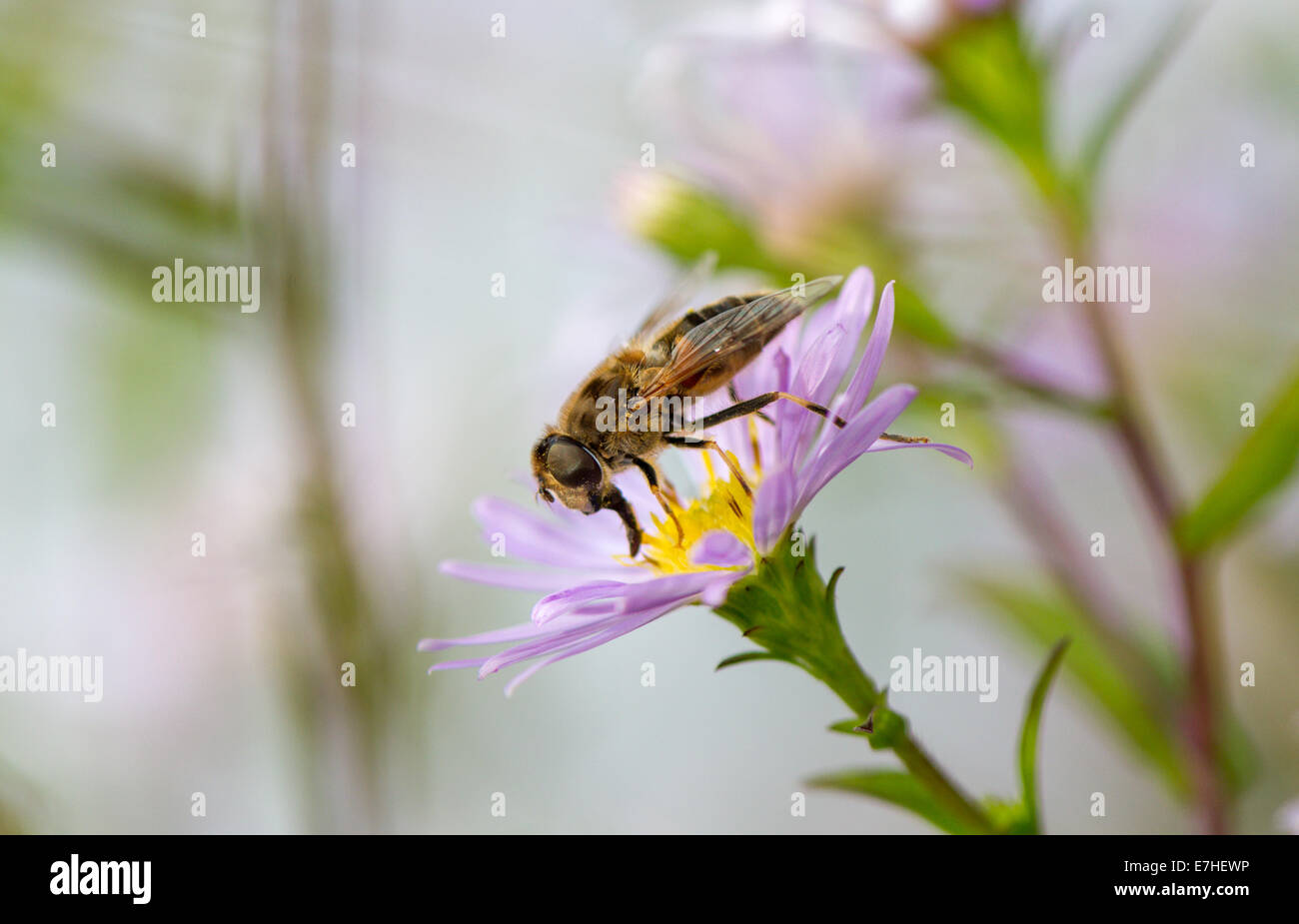Hoverfly collecting nectar and pollen from a Michaelmas daisy Stock ...