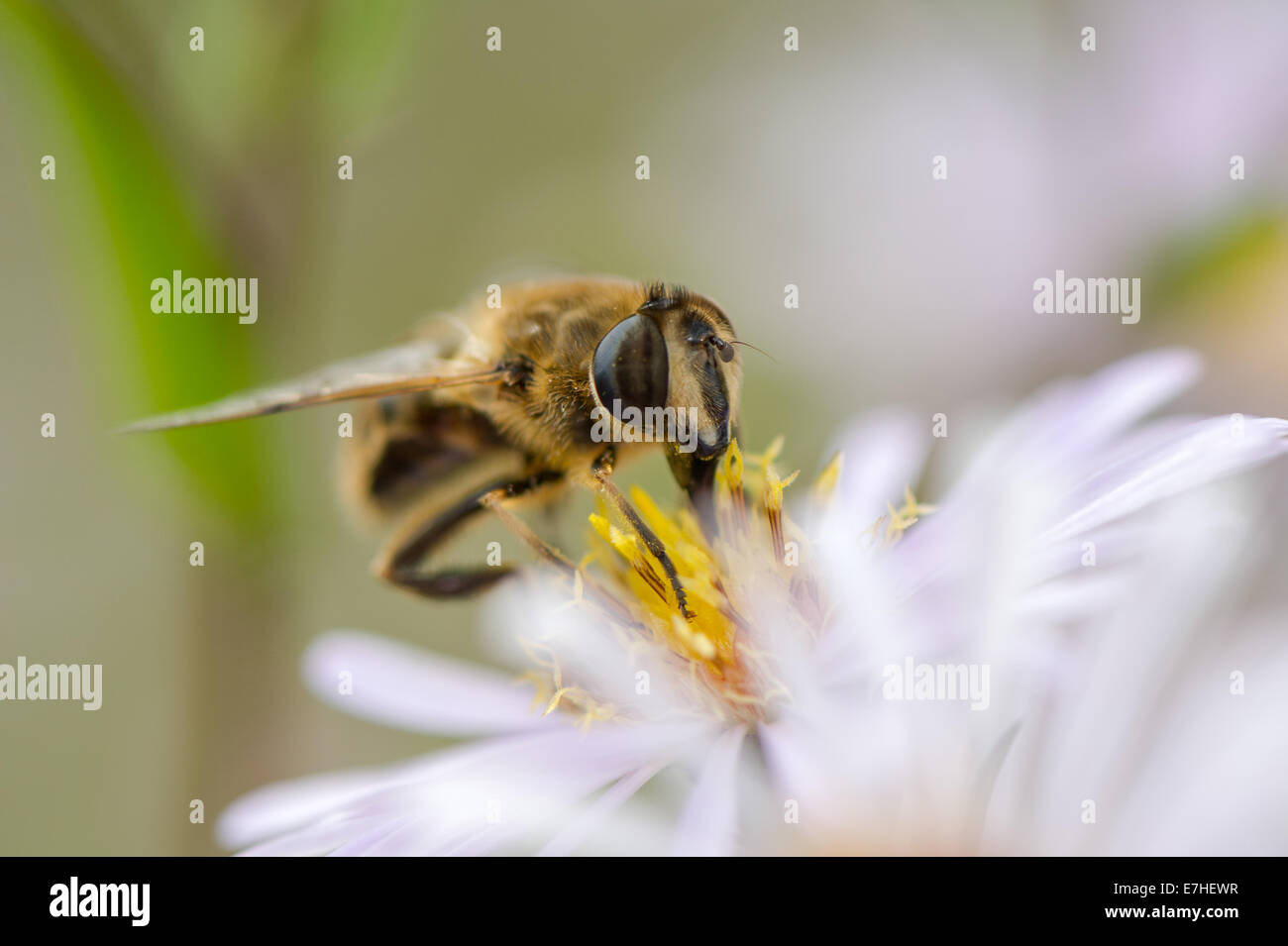 Hoverfly collecting nectar and pollen from a Michaelmas daisy Stock ...