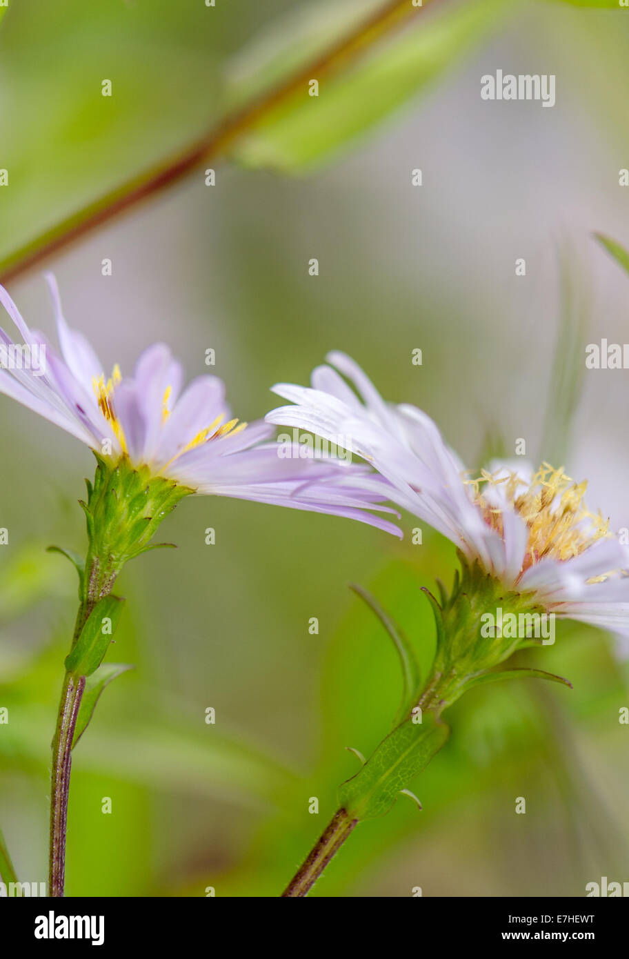 The Michaelmas daisy Stock Photo - Alamy