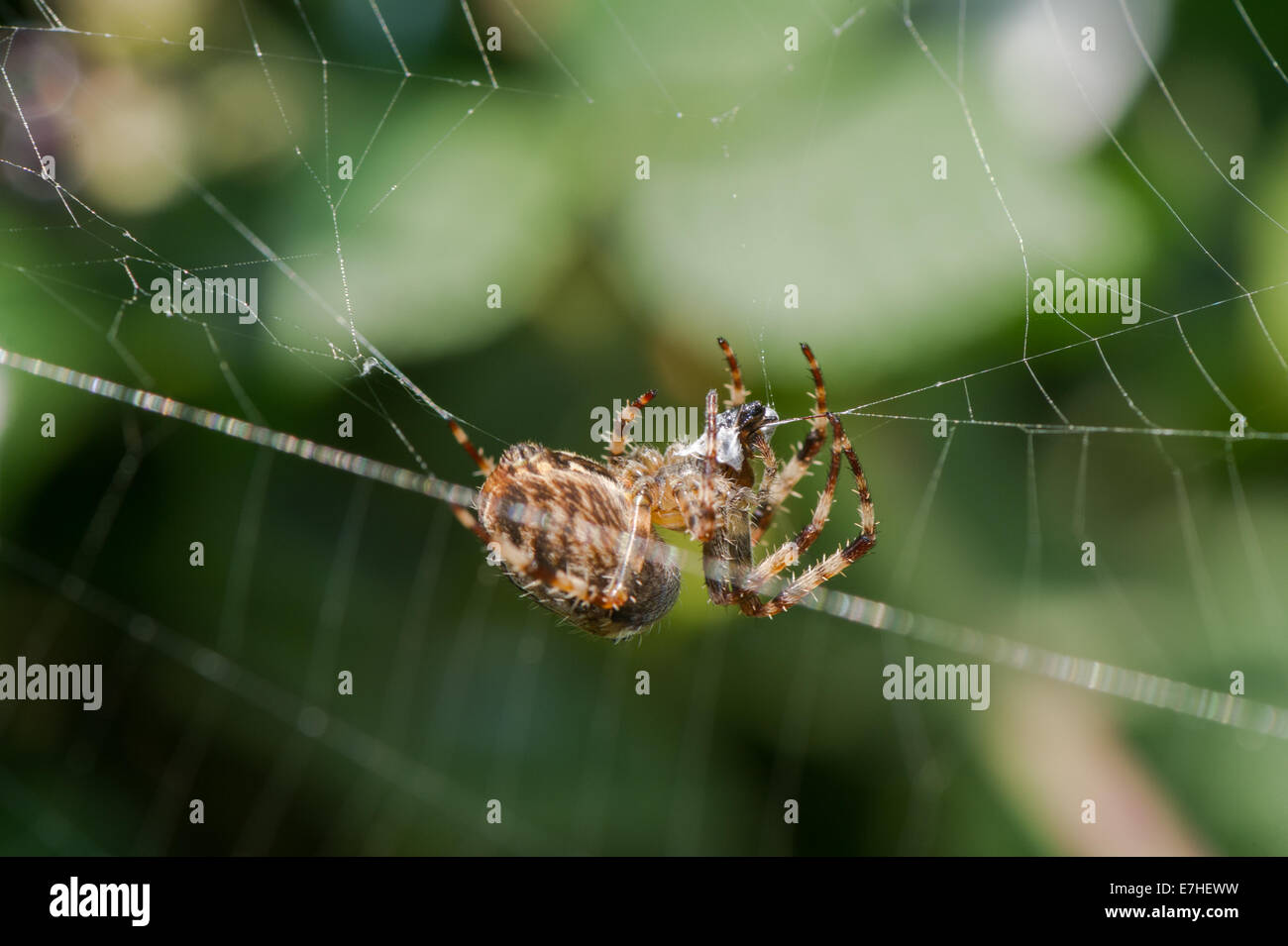 Female spiders hi-res stock photography and images - Alamy