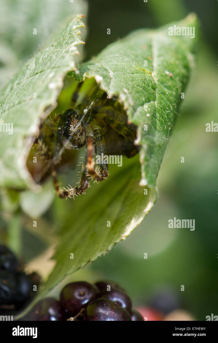 Spiders den hi-res stock photography and images - Alamy