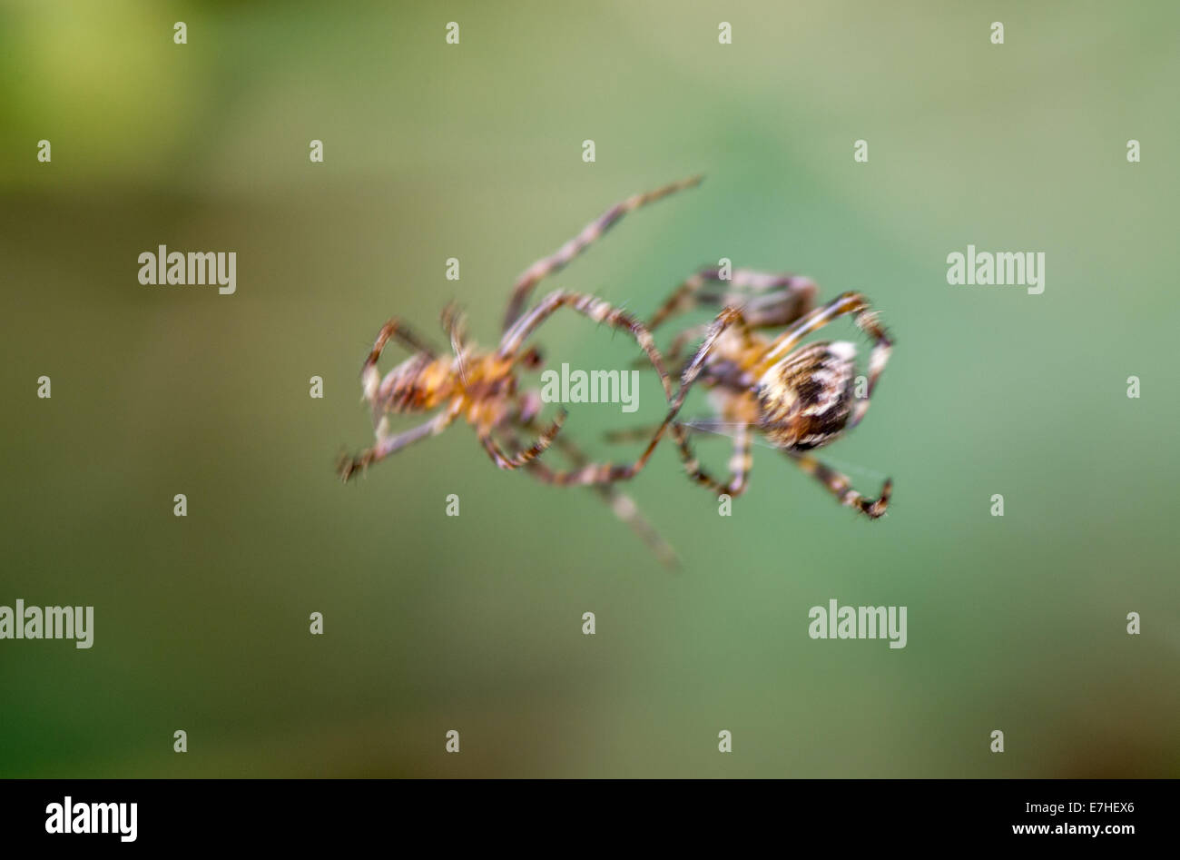 Male and female garden Spiders Stock Photo - Alamy