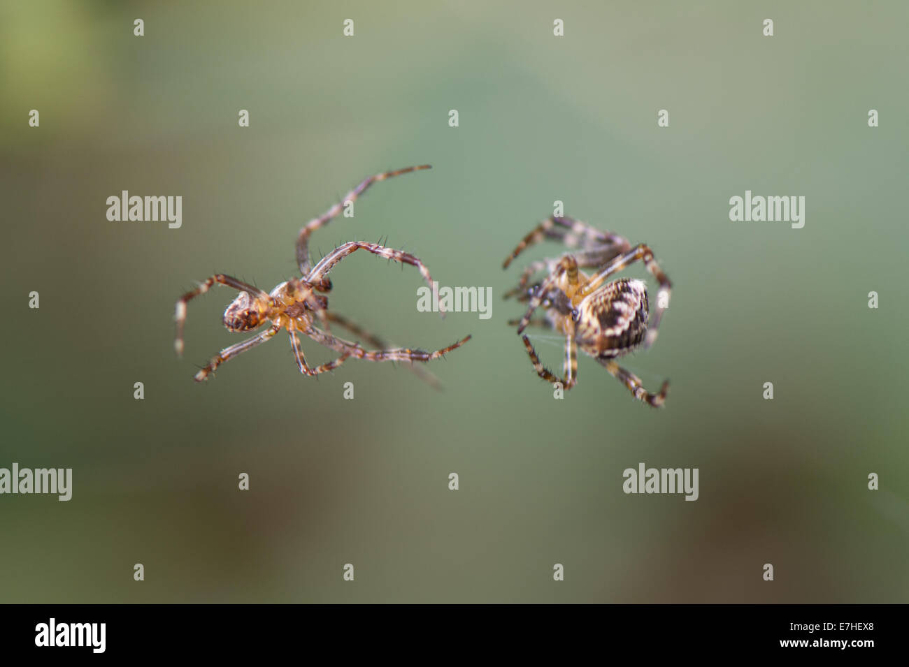 Spiders Mating High Resolution Stock Photography and Images - Alamy