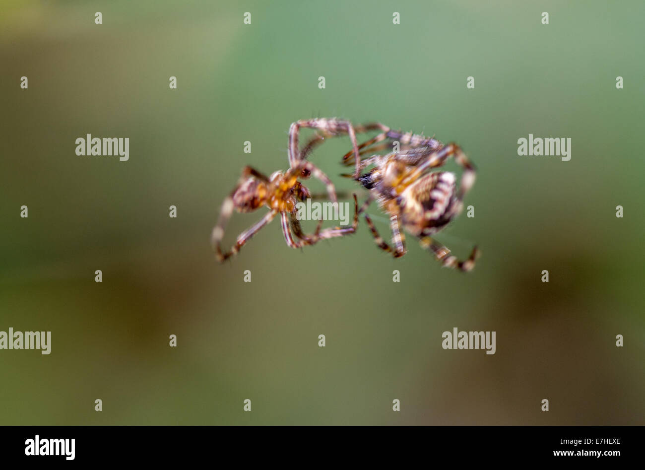 Spiders Mating Stock Photos & Spiders Mating Stock Images - Alamy