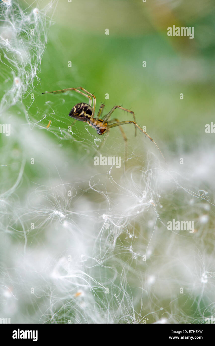 Money spider linyphiidae web hi-res stock photography and images - Alamy