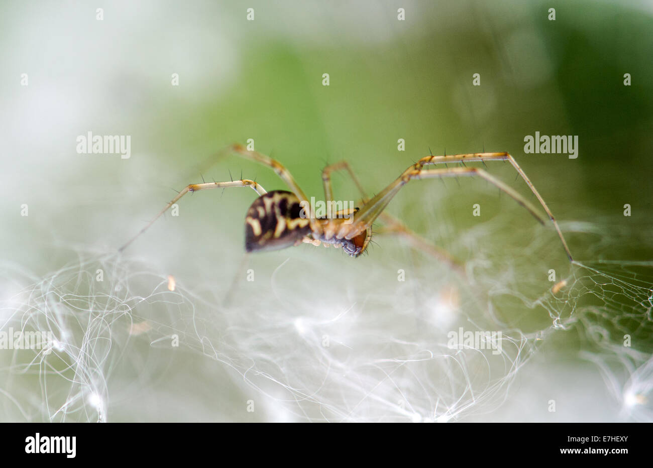 Erigone spider linyphiidae hi-res stock photography and images - Alamy