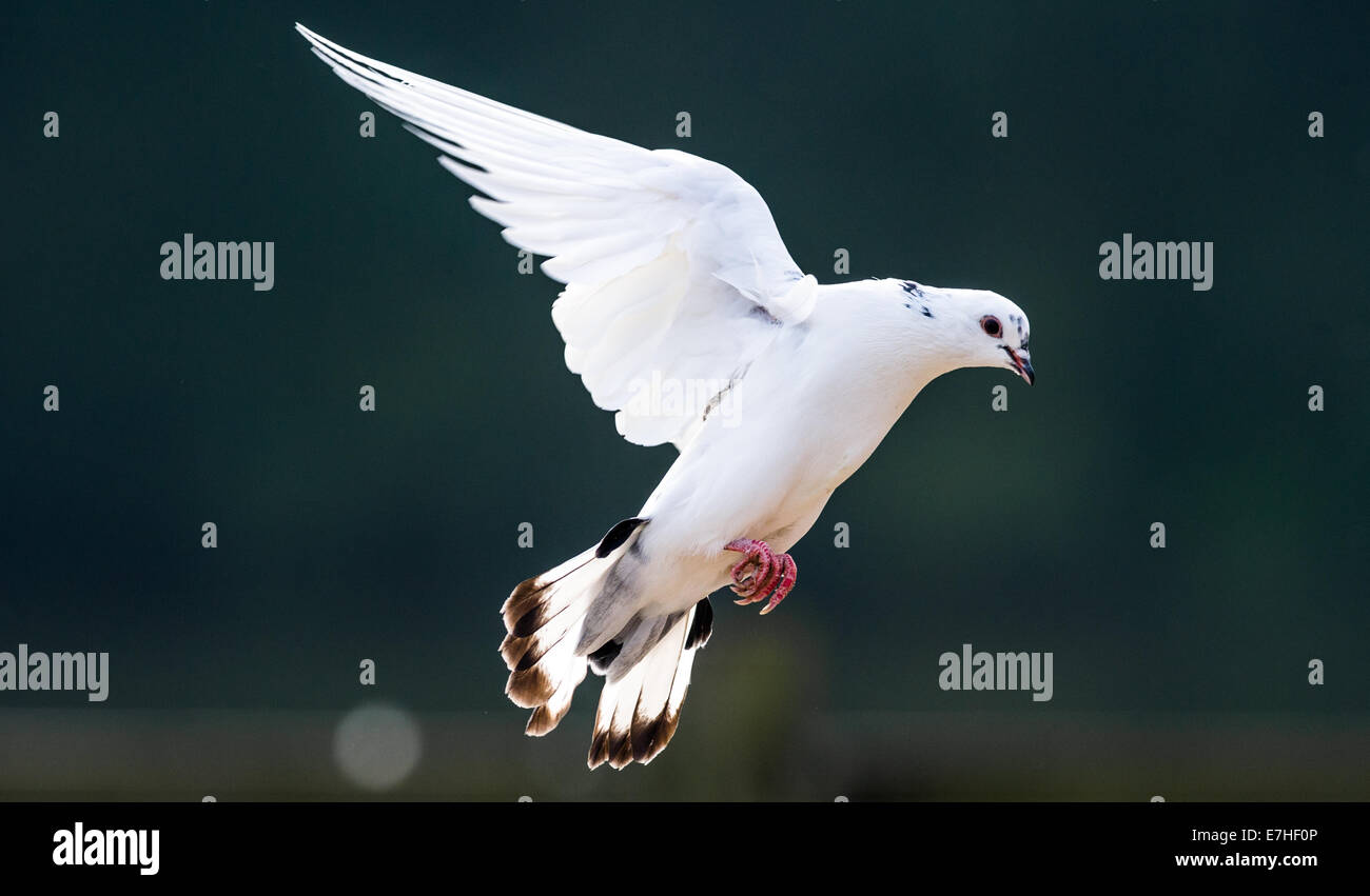 Adult dove hi-res stock photography and images - Alamy
