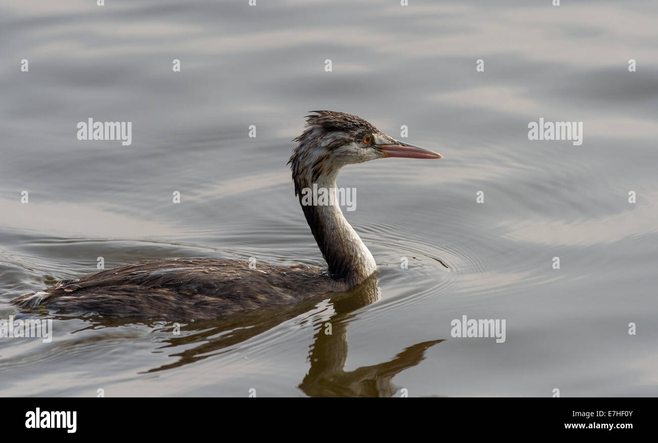 Young juvenile Great Crested Grebe swimming on lake Stock Photo - Alamy