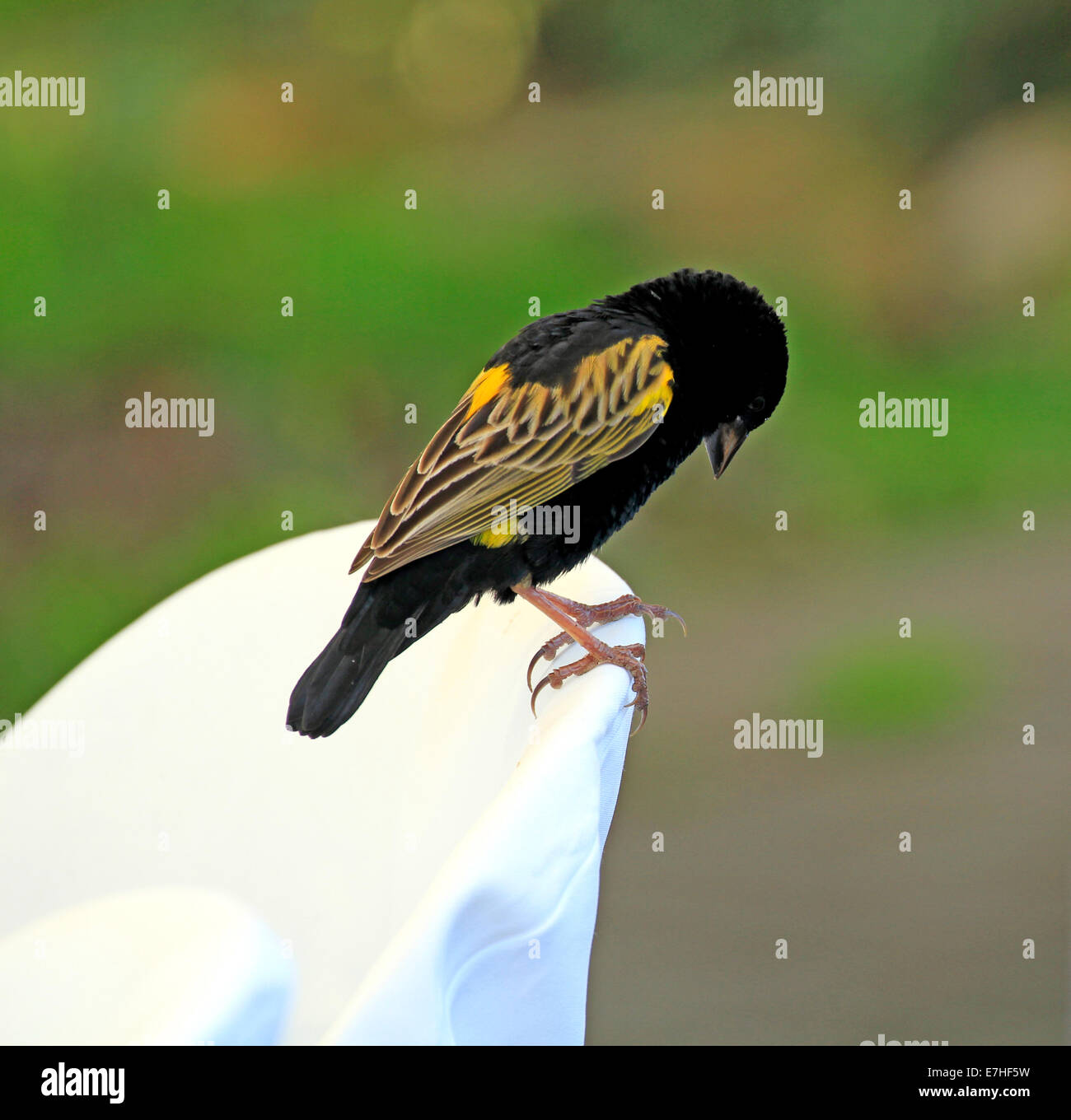 A Yellow Bishop (formerly known as Yellow-rumped Widow) Euplectes ...