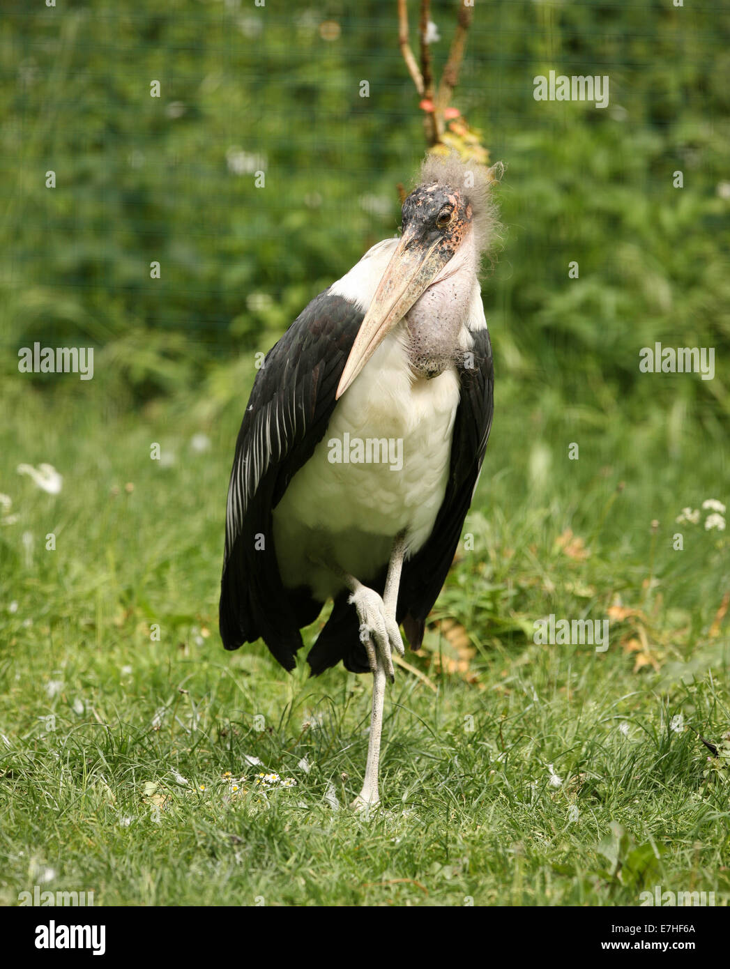 Marabou stork hi-res stock photography and images - Alamy