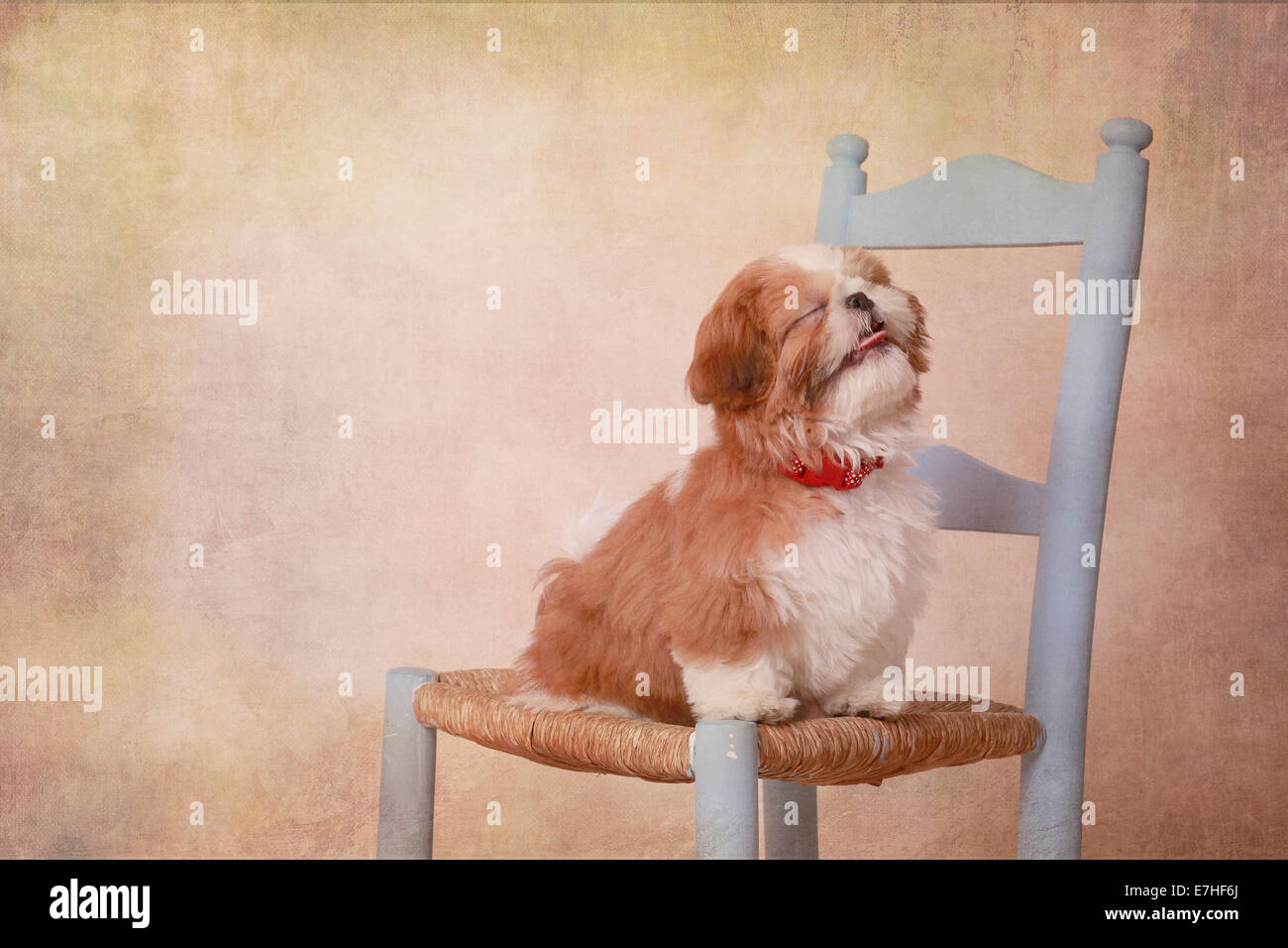 Shihtsu puppy on chair Stock Photo - Alamy