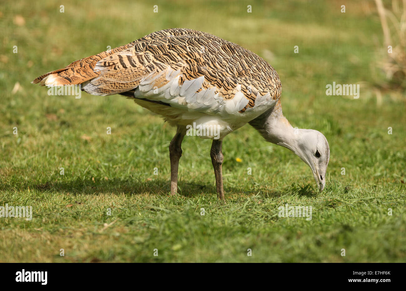 Big bustard hi-res stock photography and images - Alamy
