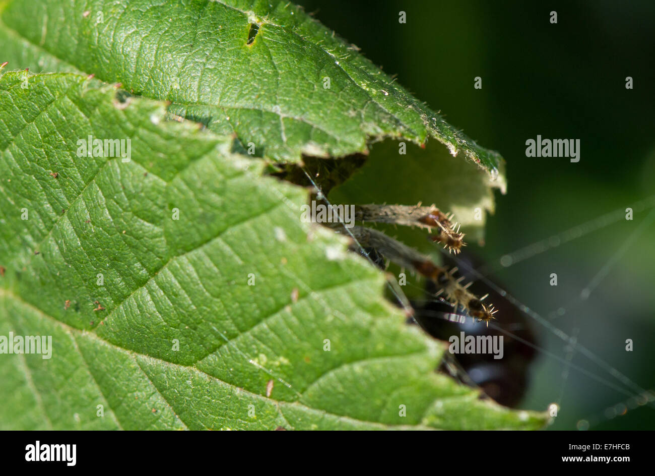 Spiders den hi-res stock photography and images - Alamy