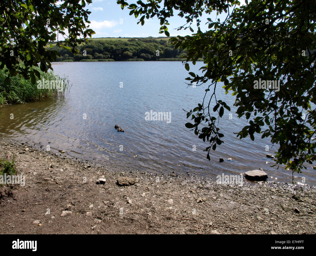 The Loe Pool lake shore, Penrose, Cornwall, UK Stock Photo - Alamy