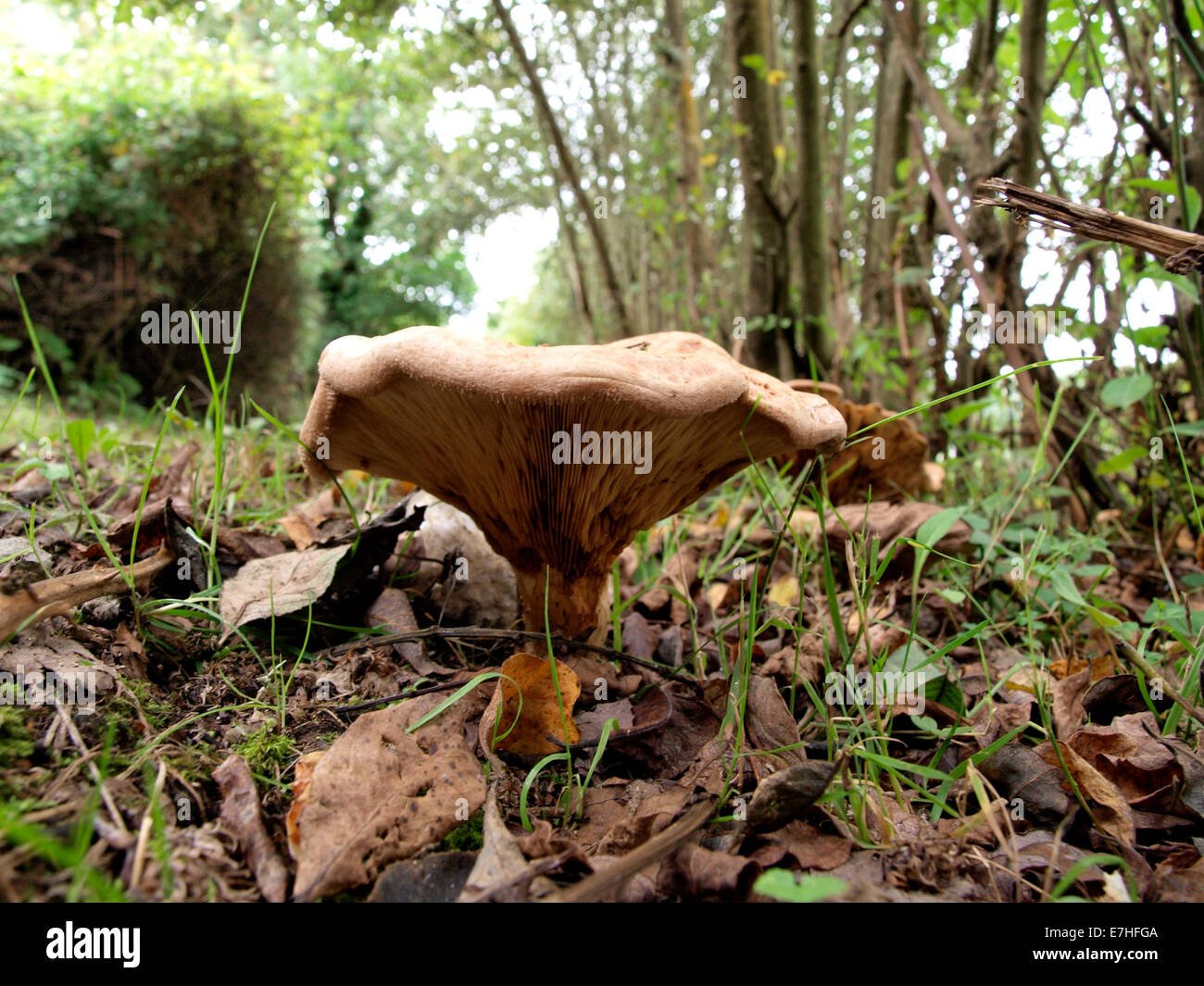 Saffron milk cap mushroom hi-res stock photography and images - Alamy