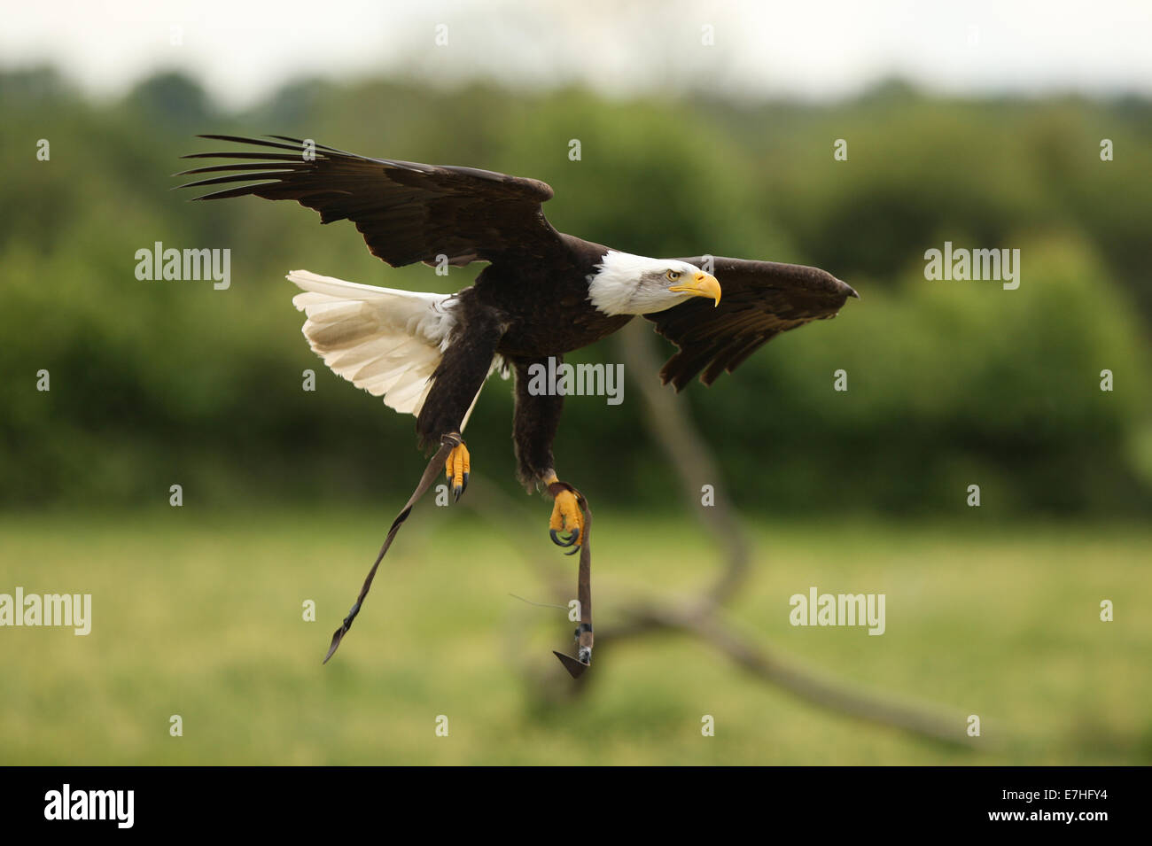 Close up of a Bald Eagle in flight showing his claws Stock Photo - Alamy