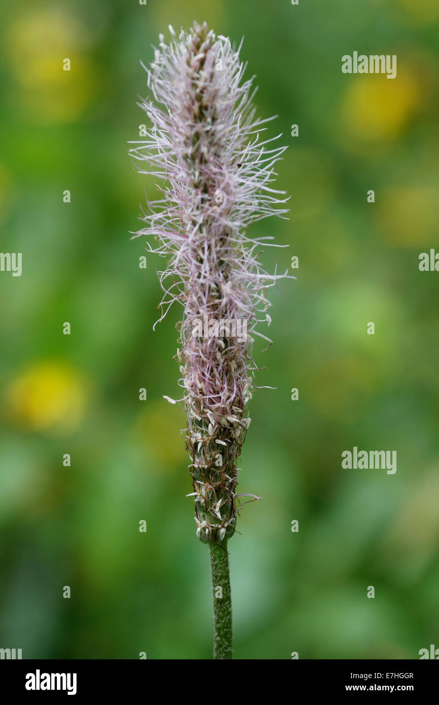 Medicinal plant Bistrot, bistort, snake root, Polygonum bistorta, Alps ...