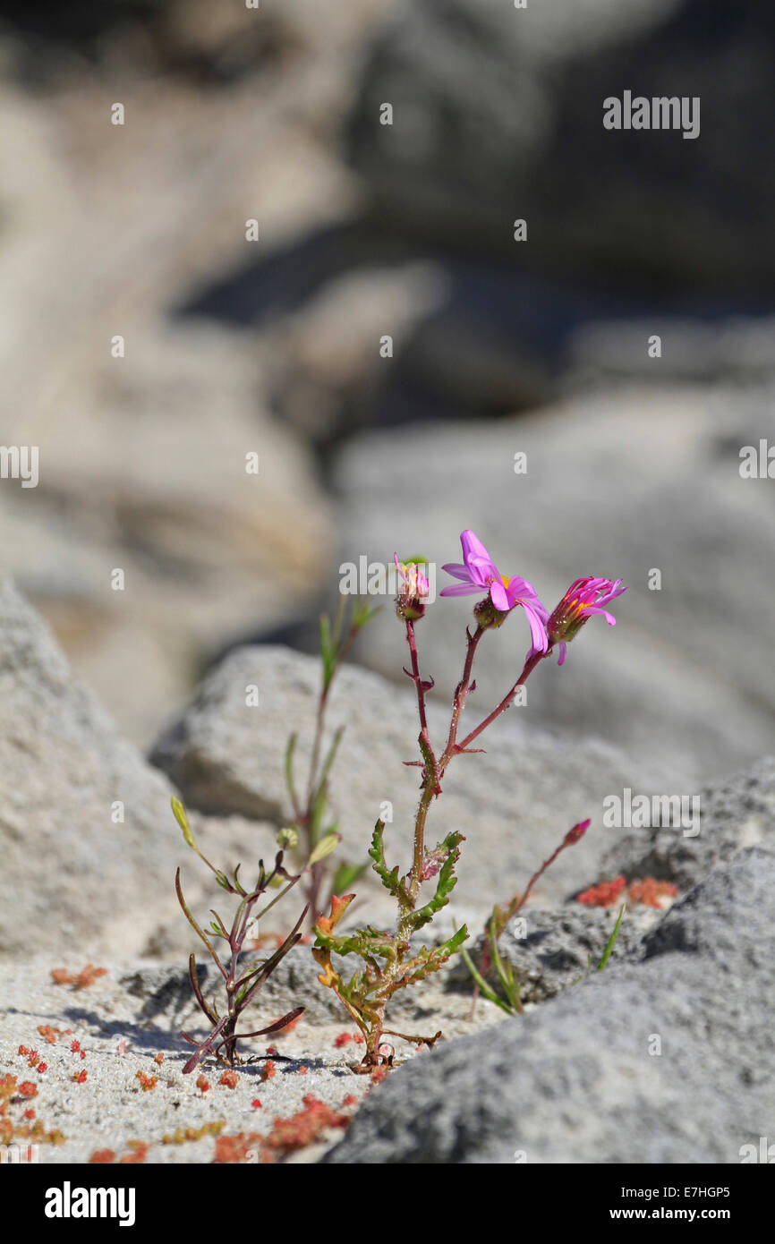 Senecio elegans also known as wild cineraria, purple ragwort, redpurple ...