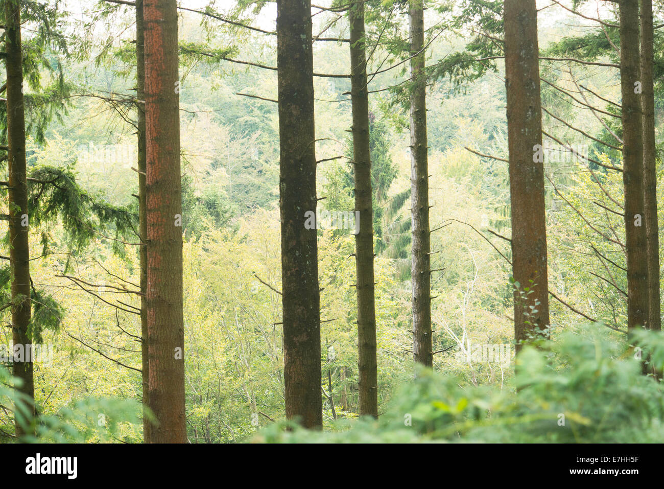 Beech trees in evening sun, Deerpark forest, Cornwall, England, UK ...