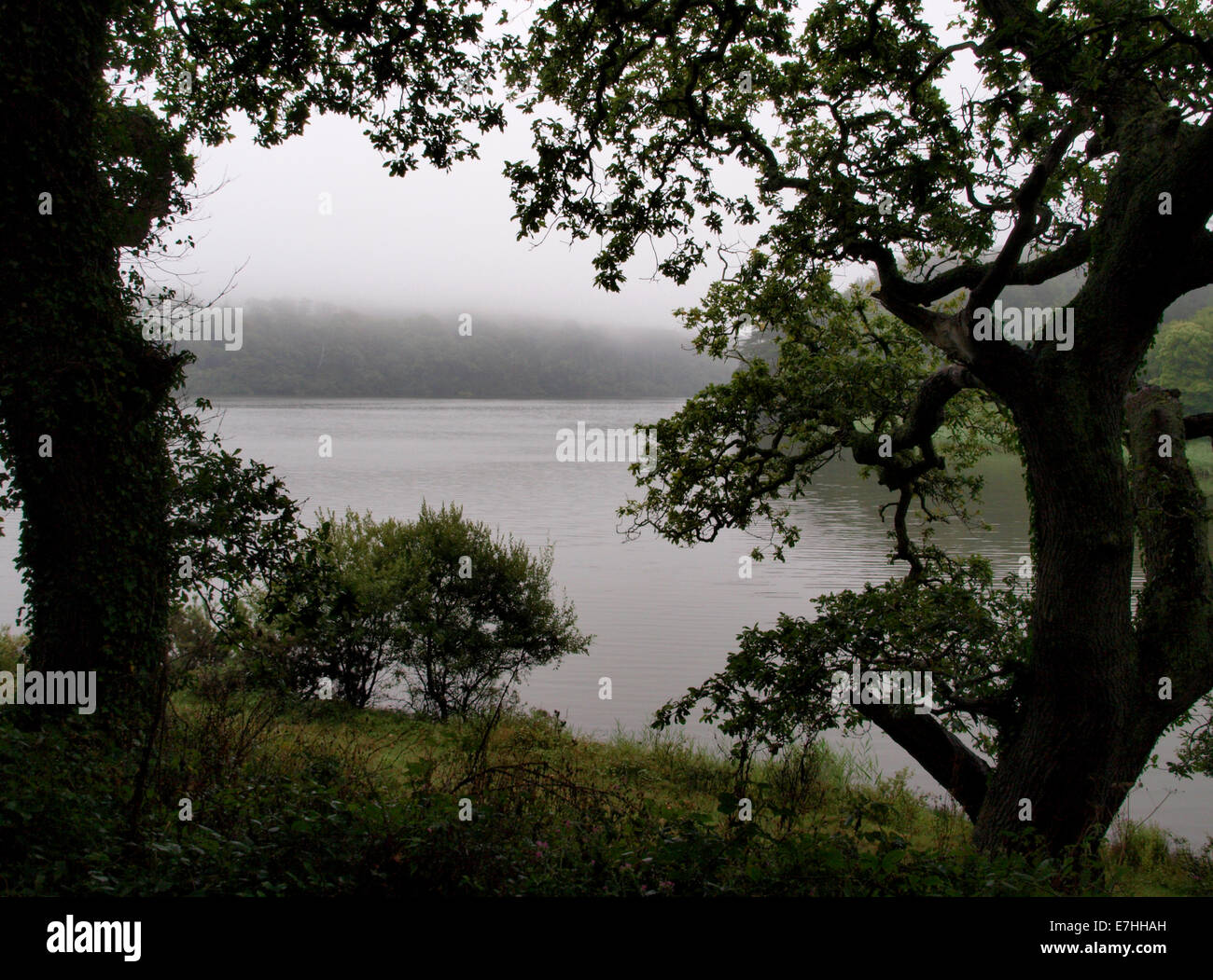 Loe Pool Lake on a foggy day, Penrose, Cornwall, UK Stock Photo - Alamy