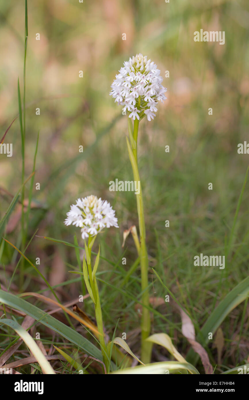 Anacamptis pyramidalis pyramid orchid pyramidal hi-res stock ...