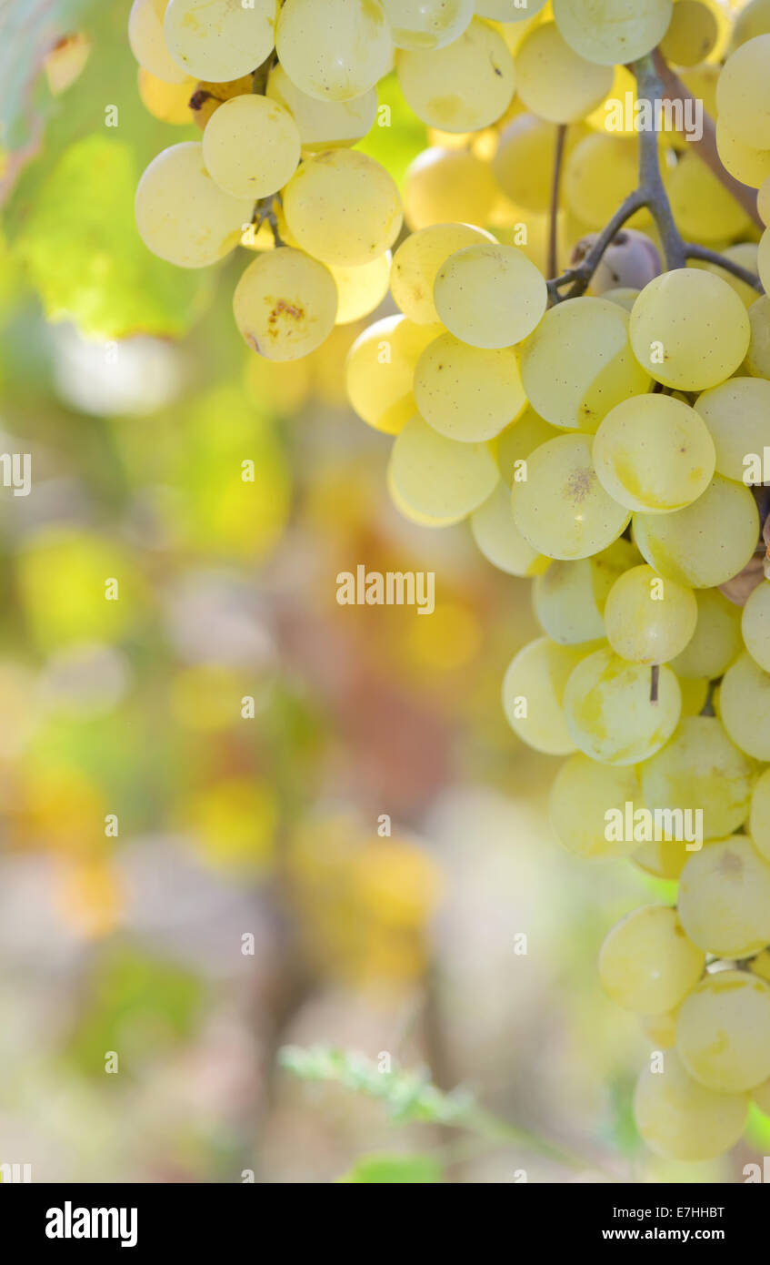 Yellow grapes growing on vineyard Stock Photo - Alamy
