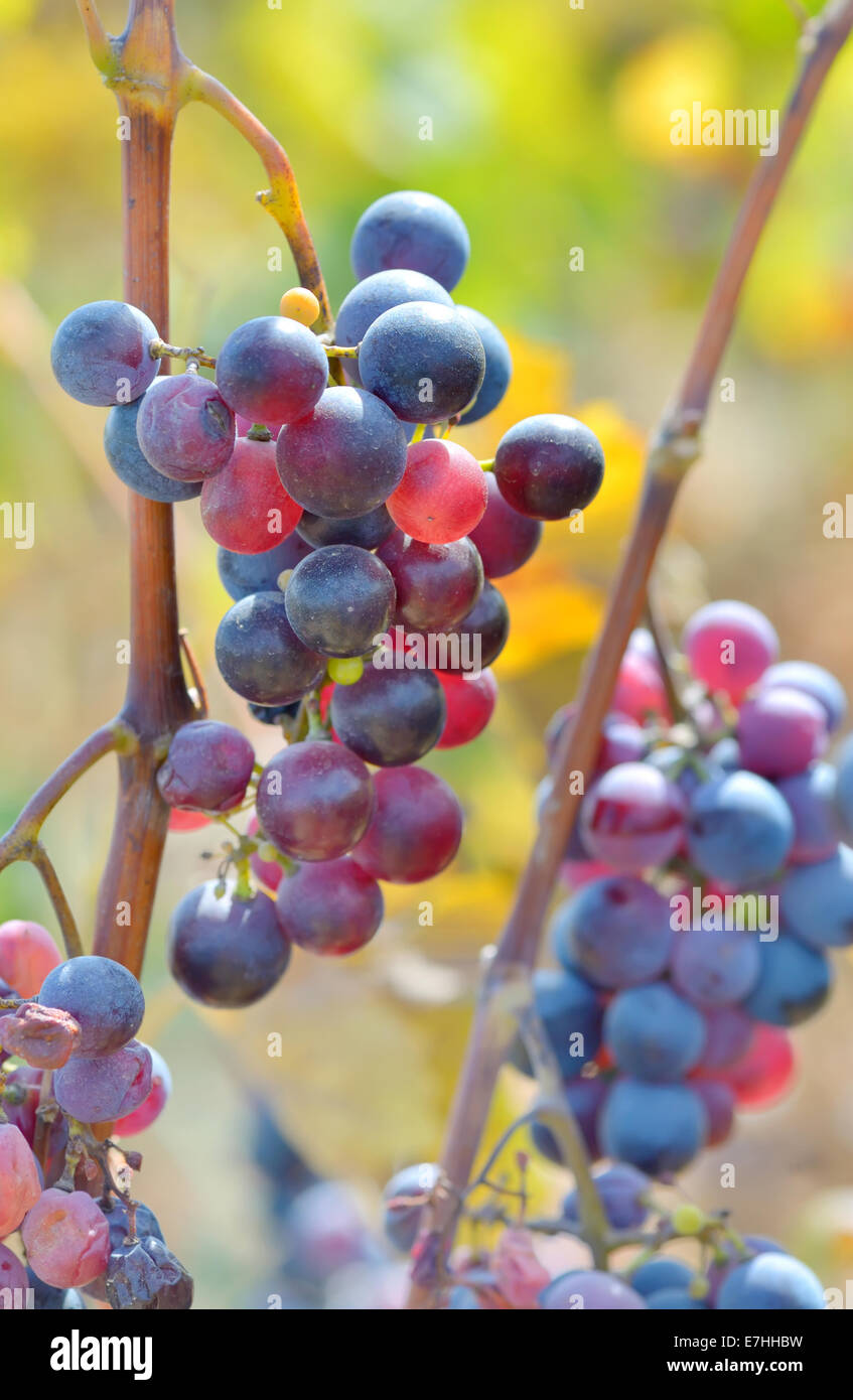Grapes in autumn hi-res stock photography and images - Alamy