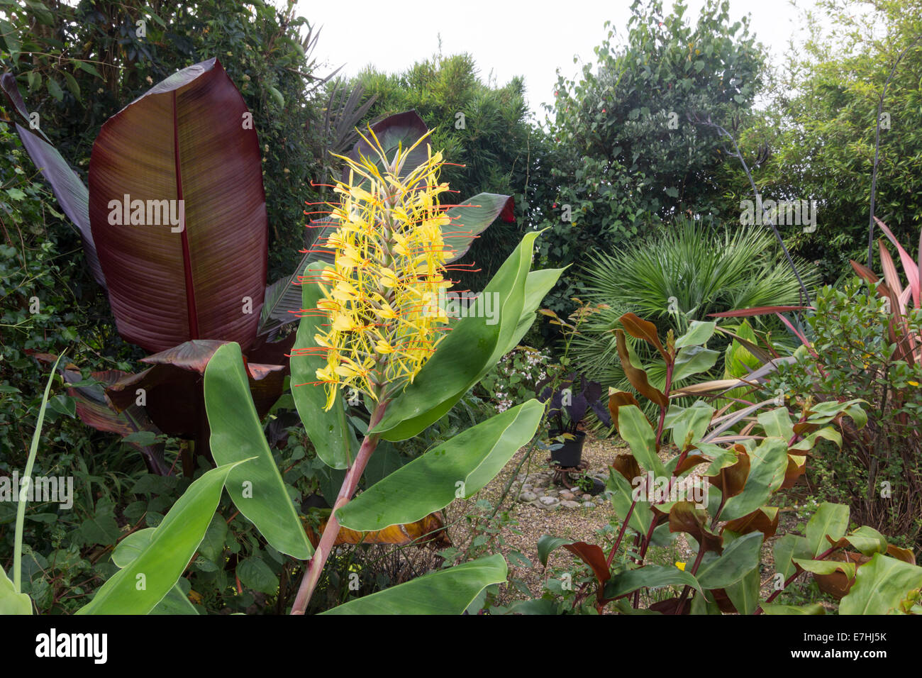 Kahili ginger, Hedychium gardnerianum between Ensete ventricosum ...