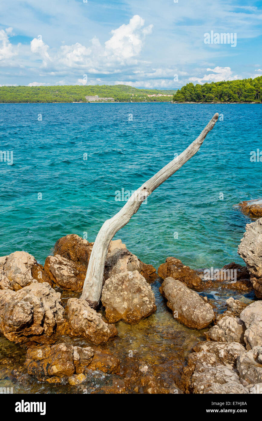 Withered branch in Stari Grad Bay, Hvar island, Croatia Stock Photo - Alamy