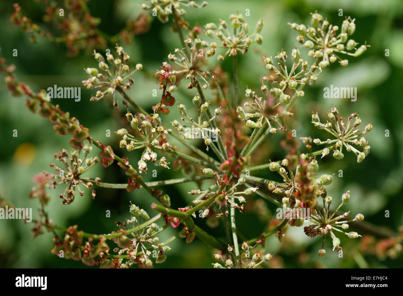 Fennel Foeniculum vulgare Stock Photo - Alamy