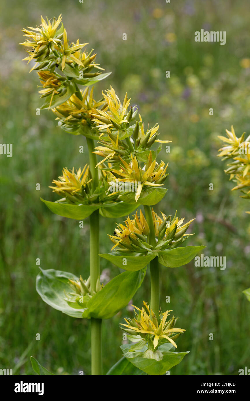 Yellow gentian Gentiana lutea, blooming, Alps, France Stock Photo - Alamy