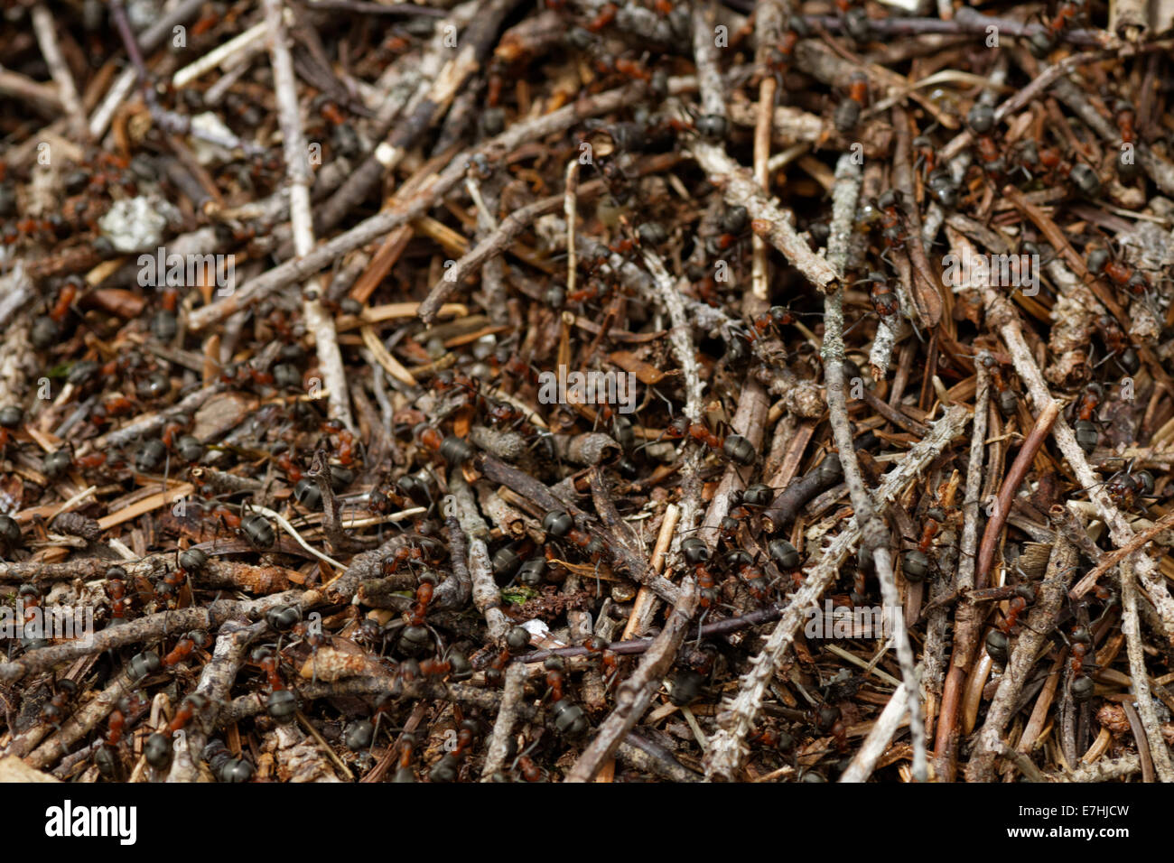 Ant, Formica rufa, France Stock Photo - Alamy