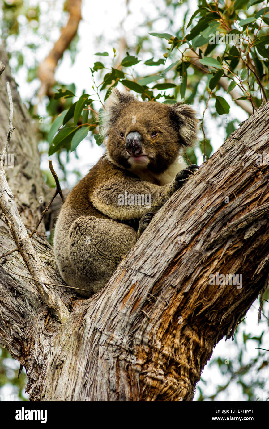 koala on eucalyptus Stock Photo - Alamy