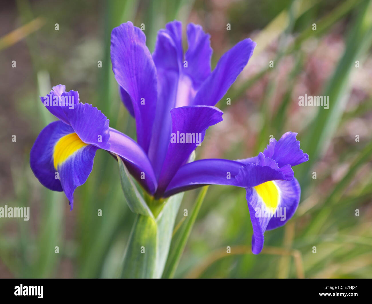 Iris flower of the Blue Magic variety Stock Photo - Alamy