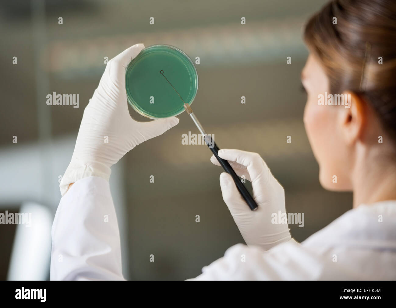 Scientist Examining Petri Dish In Lab Stock Photo - Alamy