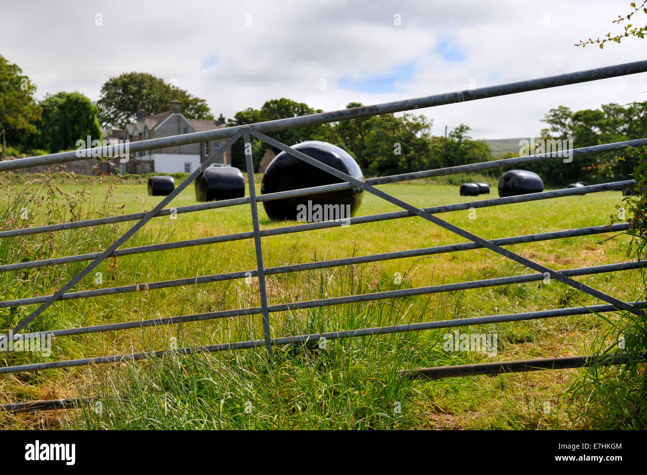Black plastic wrapped bails of silage in field behind farm gate, UK ...