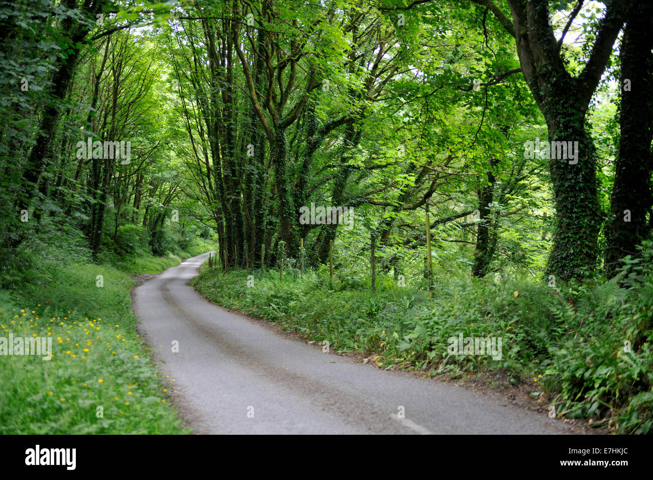 Tree canopy lane hi-res stock photography and images - Alamy